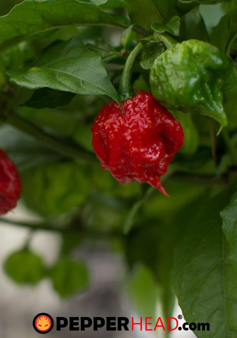 Carolina Reaper - World's Hottest Pepper - Uses, Heat & Flavor + Seeds
