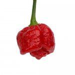 Trinidad Moruga Scorpion - PepperHead