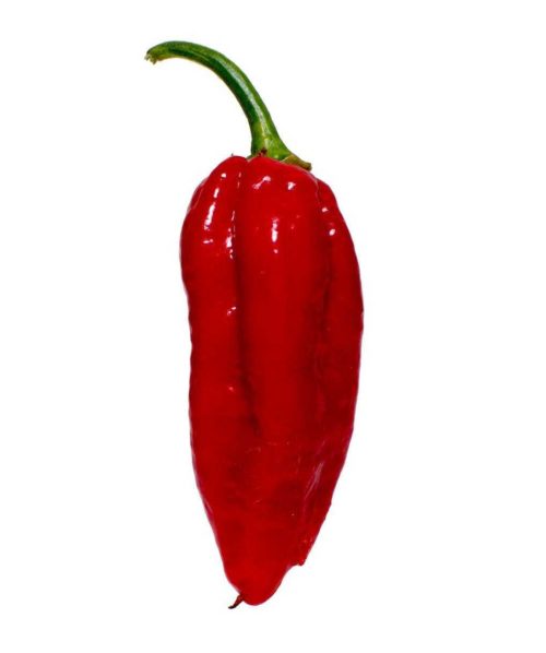 Naga Viper - PepperHead