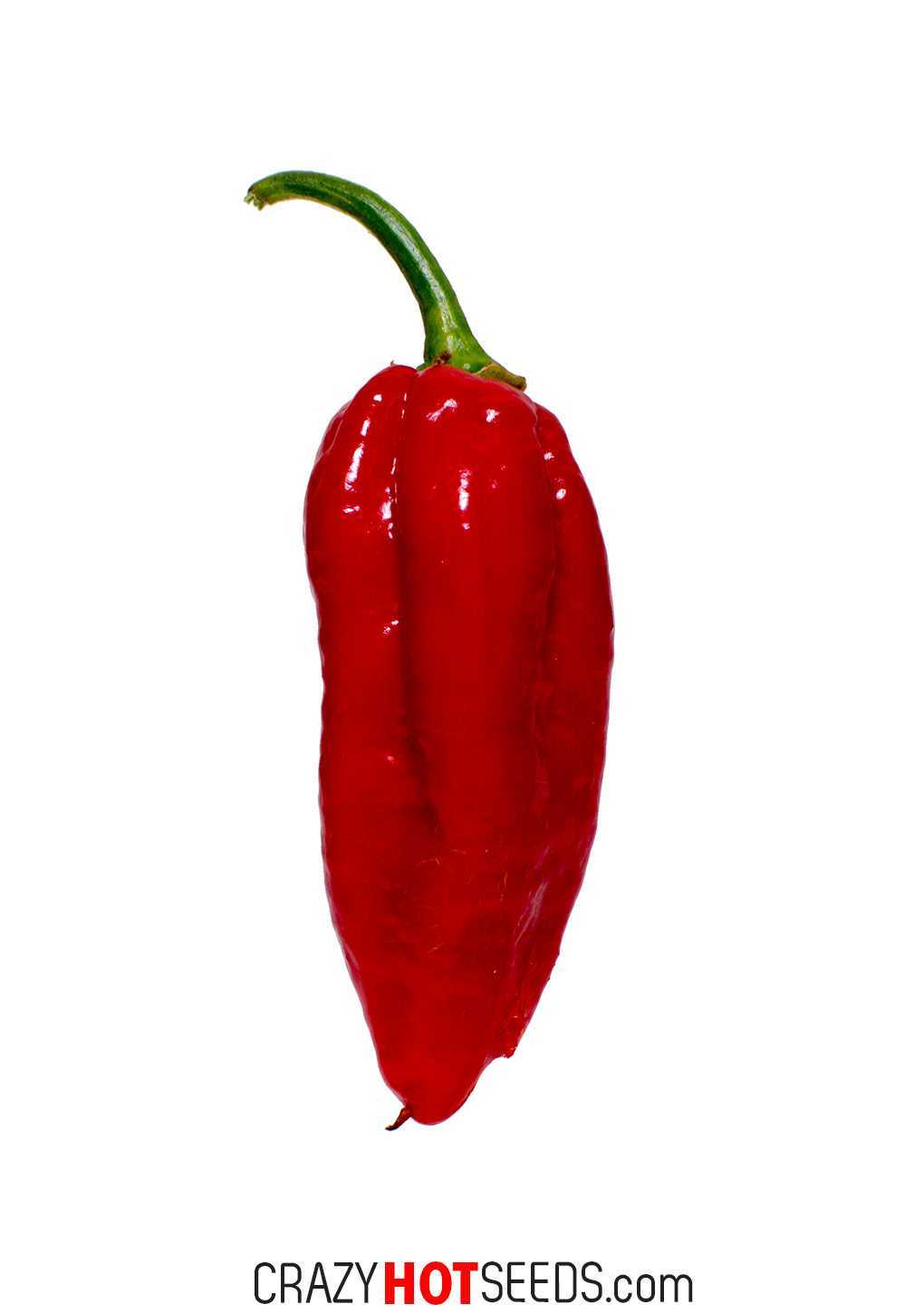 Naga Morich - Alchetron, The Free Social Encyclopedia