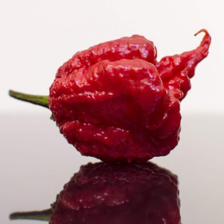 Carolina Reaper - World's Hottest Pepper - Uses, Heat & Flavor + Seeds