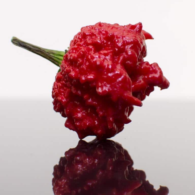 Carolina Reaper - World's Hottest Pepper - Uses, Heat & Flavor + Seeds